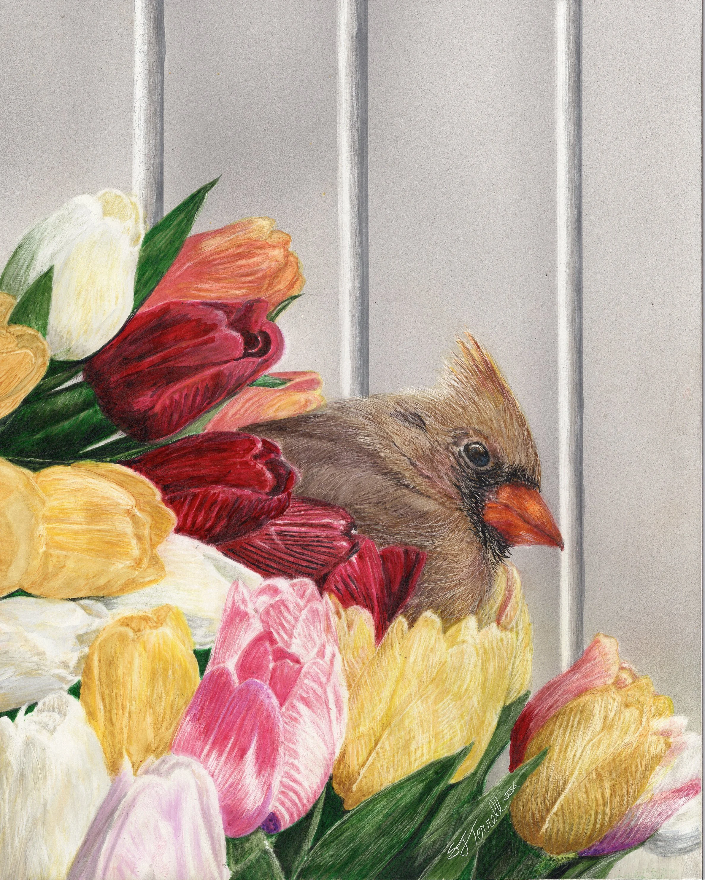 Sally Terrell, Scratchboard Artist — Hillsborough Gallery of Arts