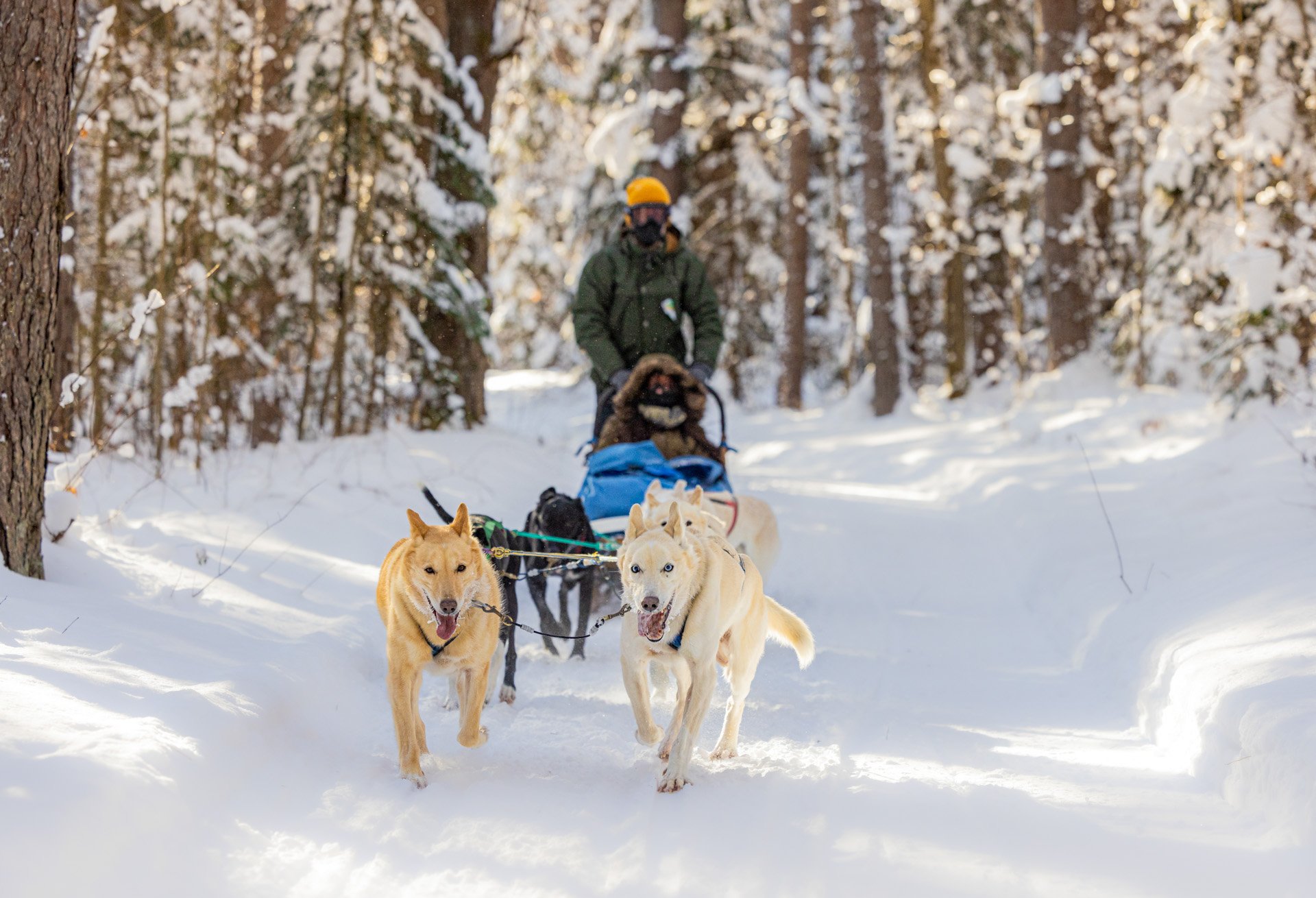 North Ridge Ranch Muskoka Dog Sledding Tours