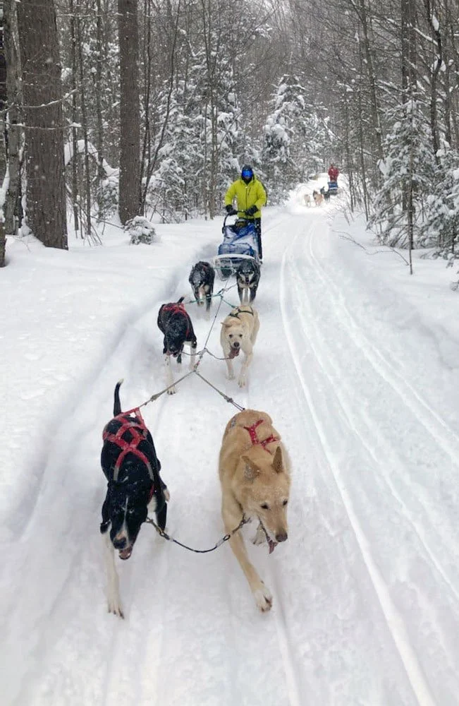 About Us — North Ridge Ranch Muskoka Dog Sledding Tours