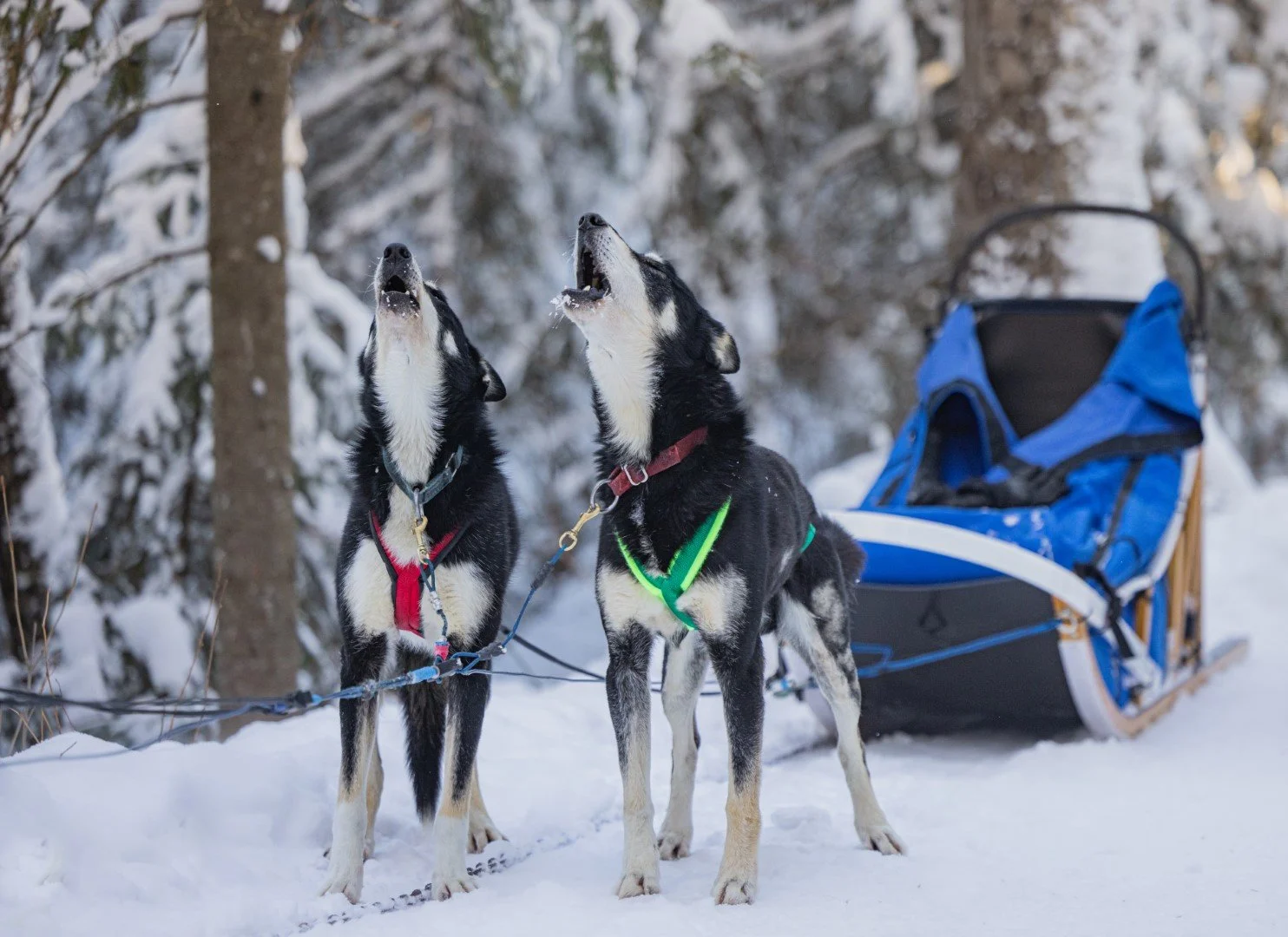 North Ridge Ranch Muskoka Dog Sledding Tours