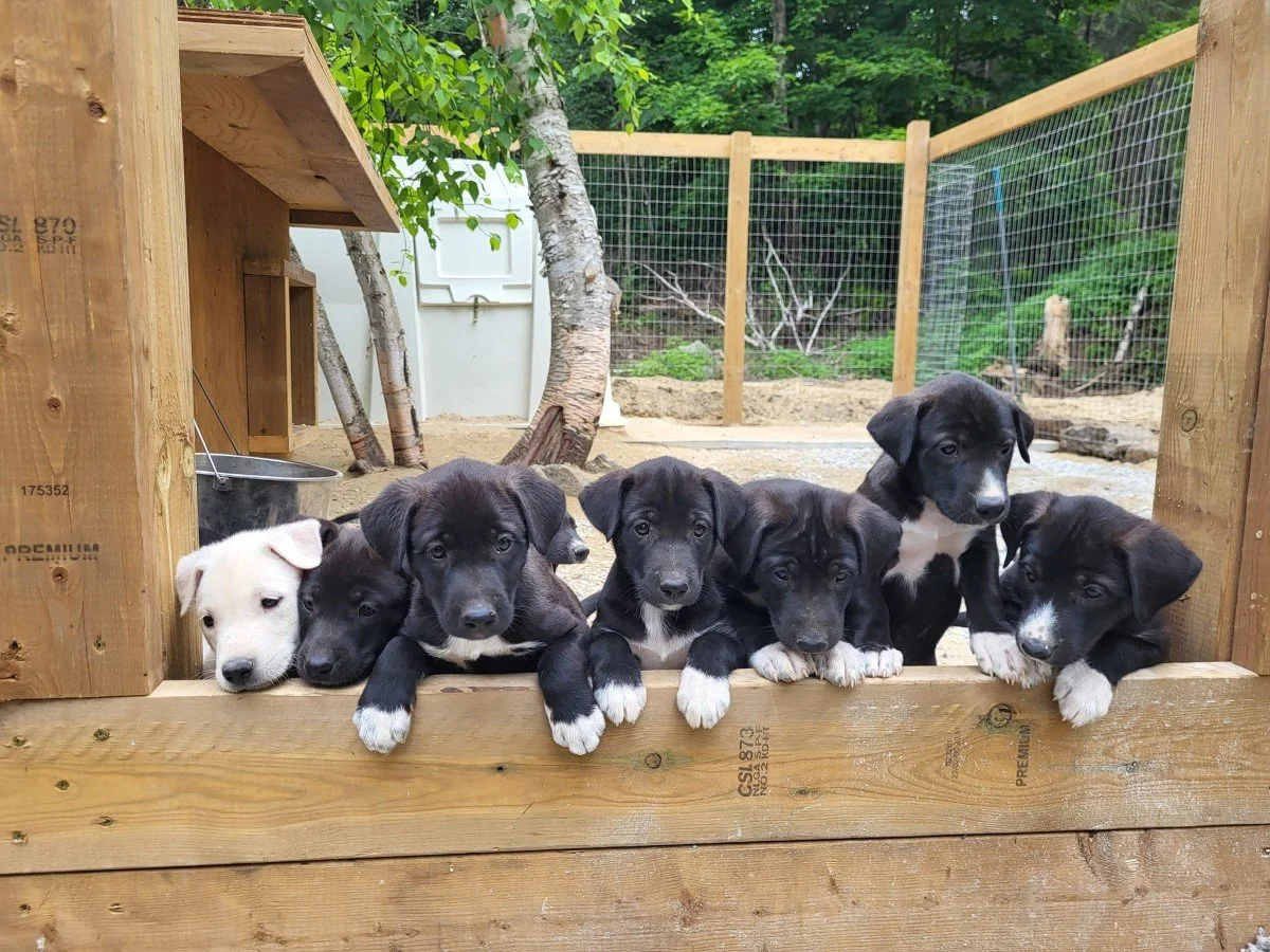 The Breed — North Ridge Ranch Muskoka Dog Sledding Tours