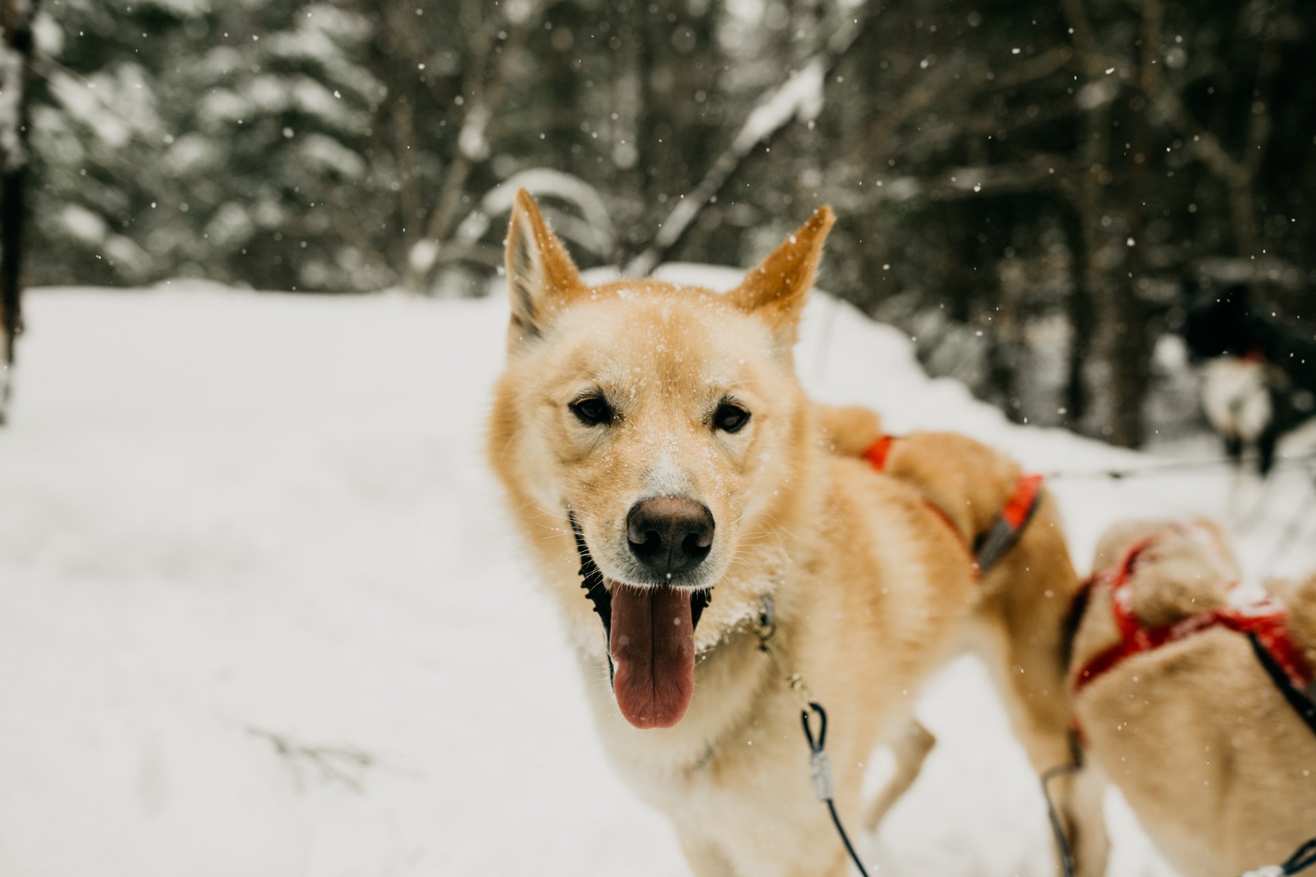 FAQ — North Ridge Ranch Muskoka Dog Sledding Tours