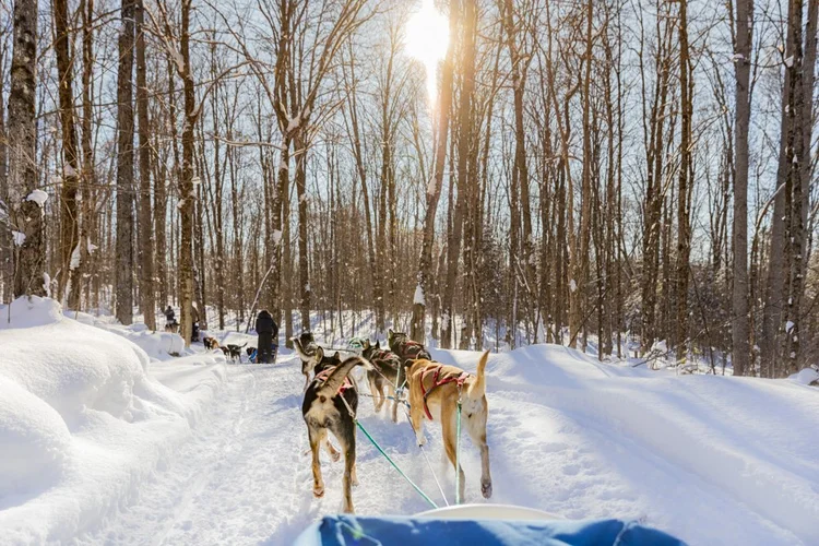 North Ridge Ranch Muskoka Dog Sledding Tours