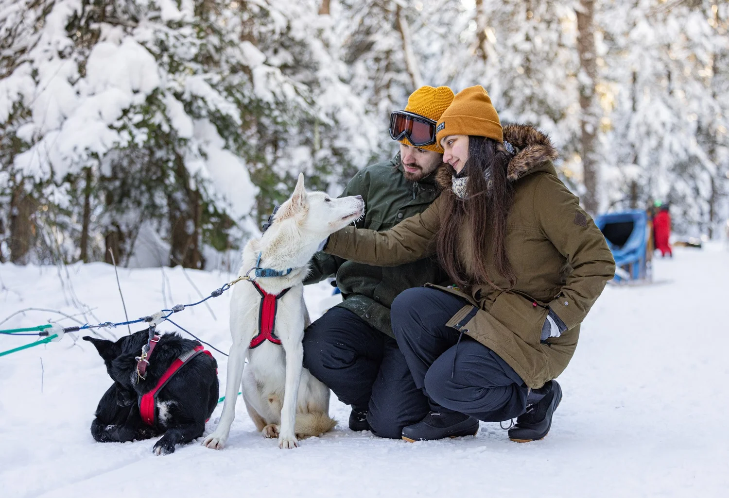 North Ridge Ranch Muskoka Dog Sledding Tours