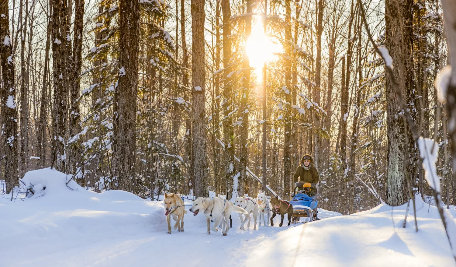 North Ridge Ranch Muskoka Dog Sledding Tours