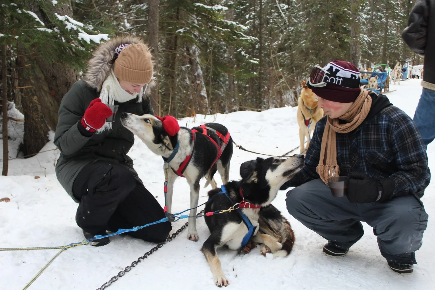 North Ridge Ranch Muskoka Dog Sledding Tours