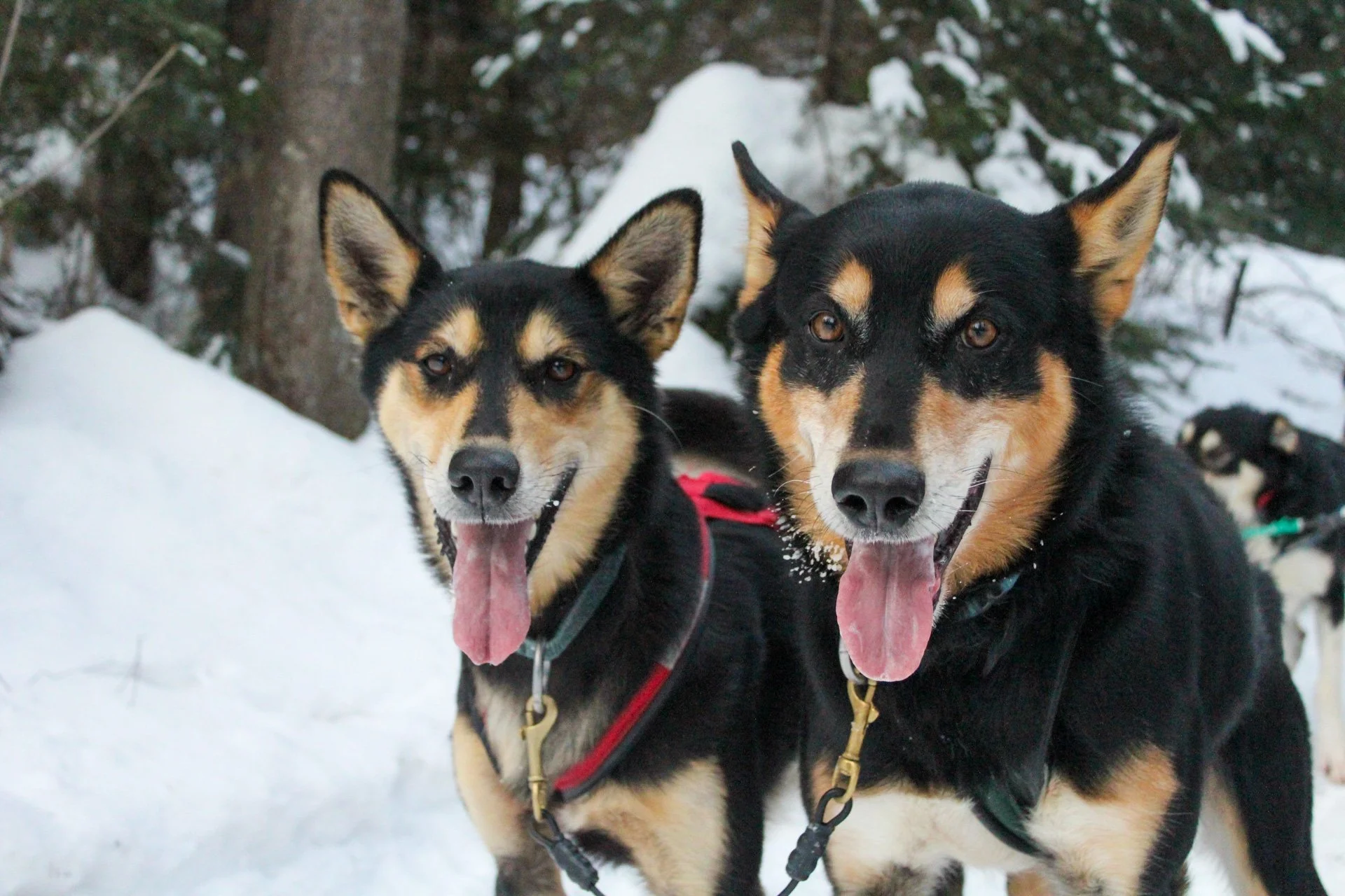 The Kennel — North Ridge Ranch Muskoka Dog Sledding Tours