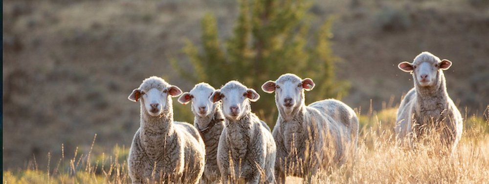Certified Wool — Shaniko Wool Company