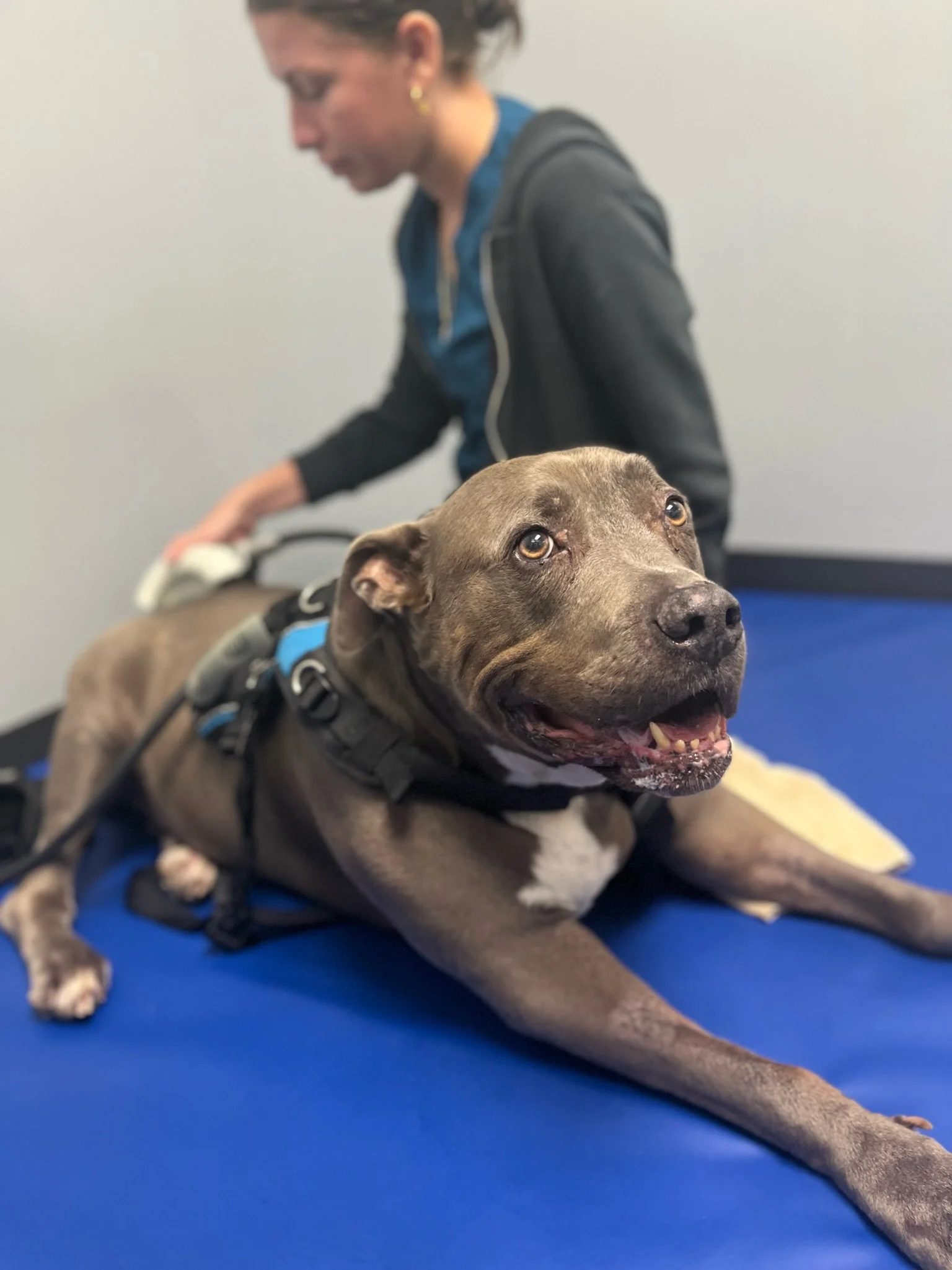 Shockwave | Veterinary Rehabilitation | Deland, FL — Florida Veterinary ...