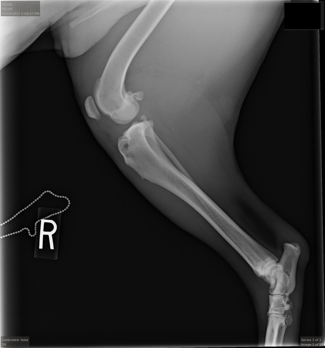 Digital Radiography | X-Ray | Veterinary Rehab | Deland, FL — Florida ...