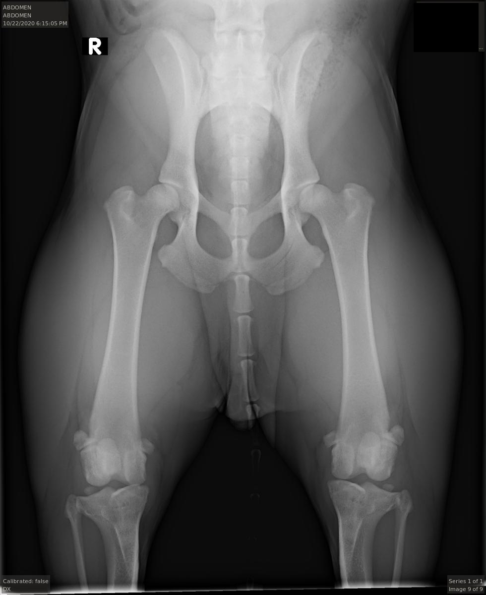 OFA Testing | X-Rays | Veterinary Rehab | Deland, FL — Florida ...