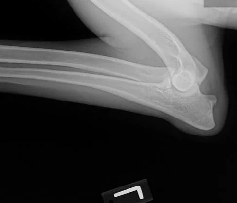 OFA Testing | X-Rays | Veterinary Rehab | Deland, FL — Florida ...