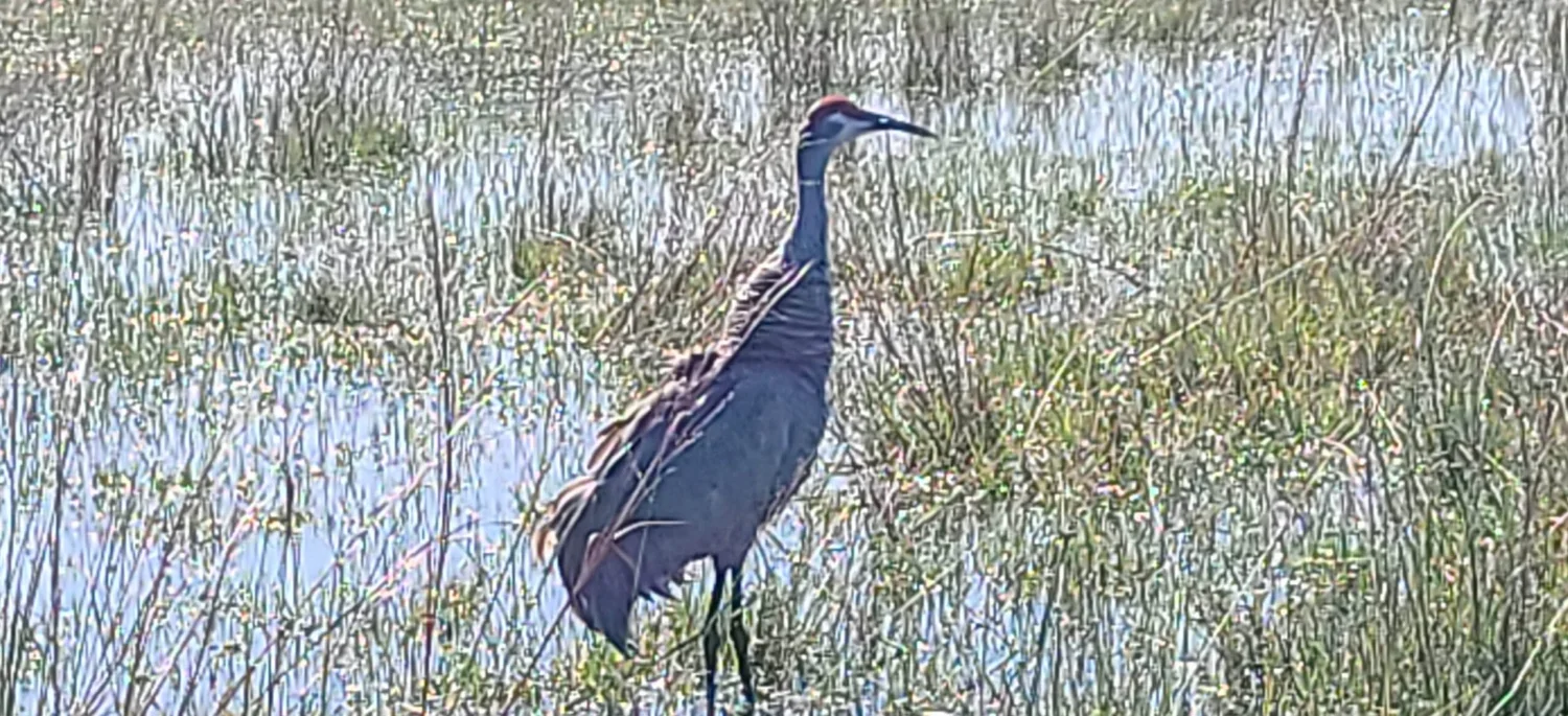Florida Sandhill Cranes Nesting Season — Water Resources | Tampa FL ...