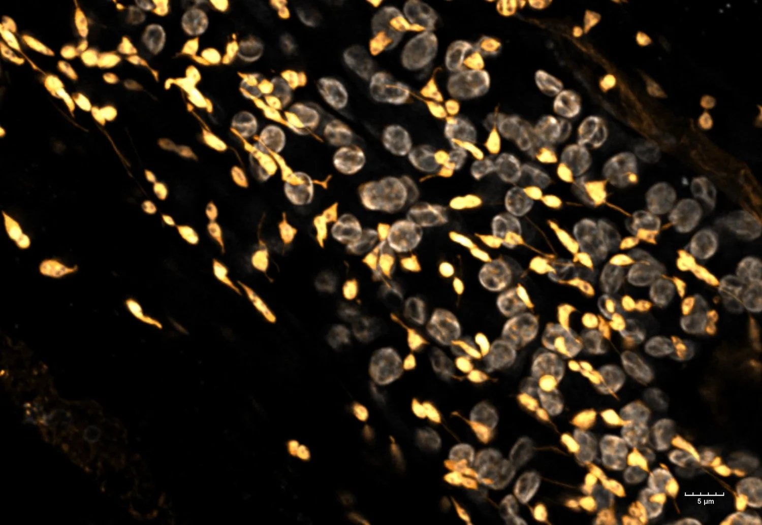 Gallery — Radin Lab