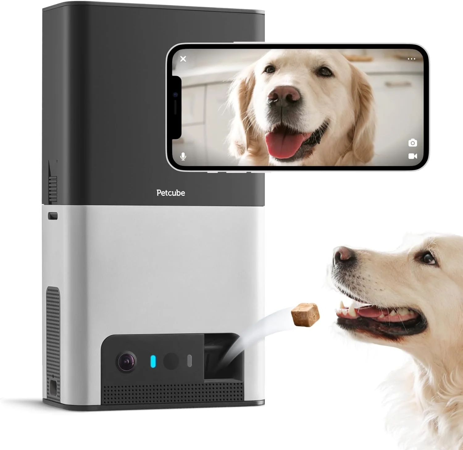 Tail-Wagging Telecommute: Keep Your Pet Happy with Remote Treats ...