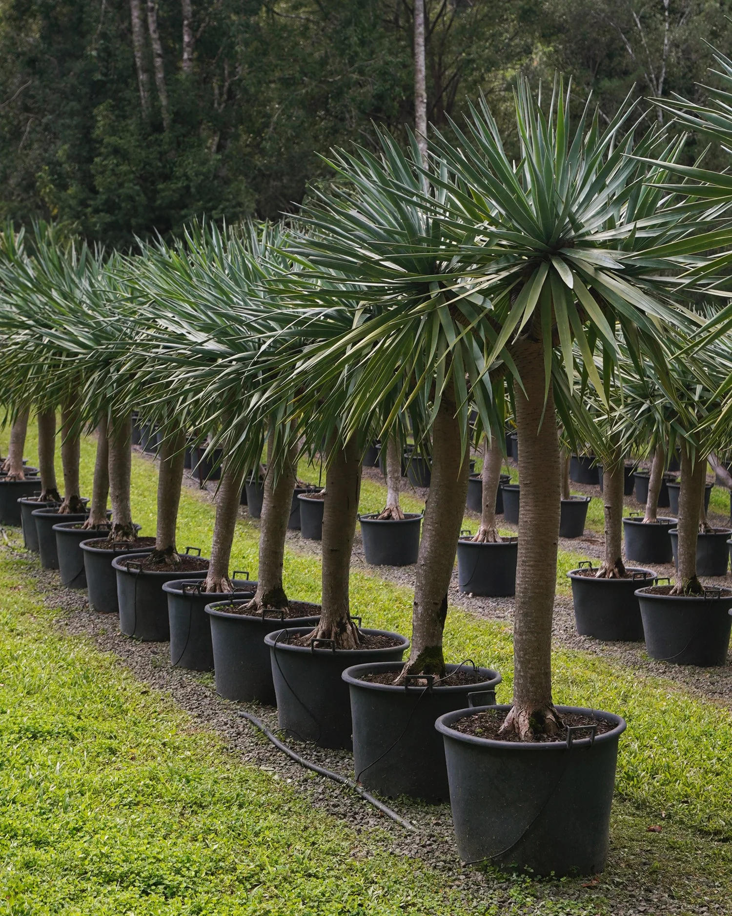 Dragon Trees for Sale | Heritage Acres – Mature & Unique Landscaping ...
