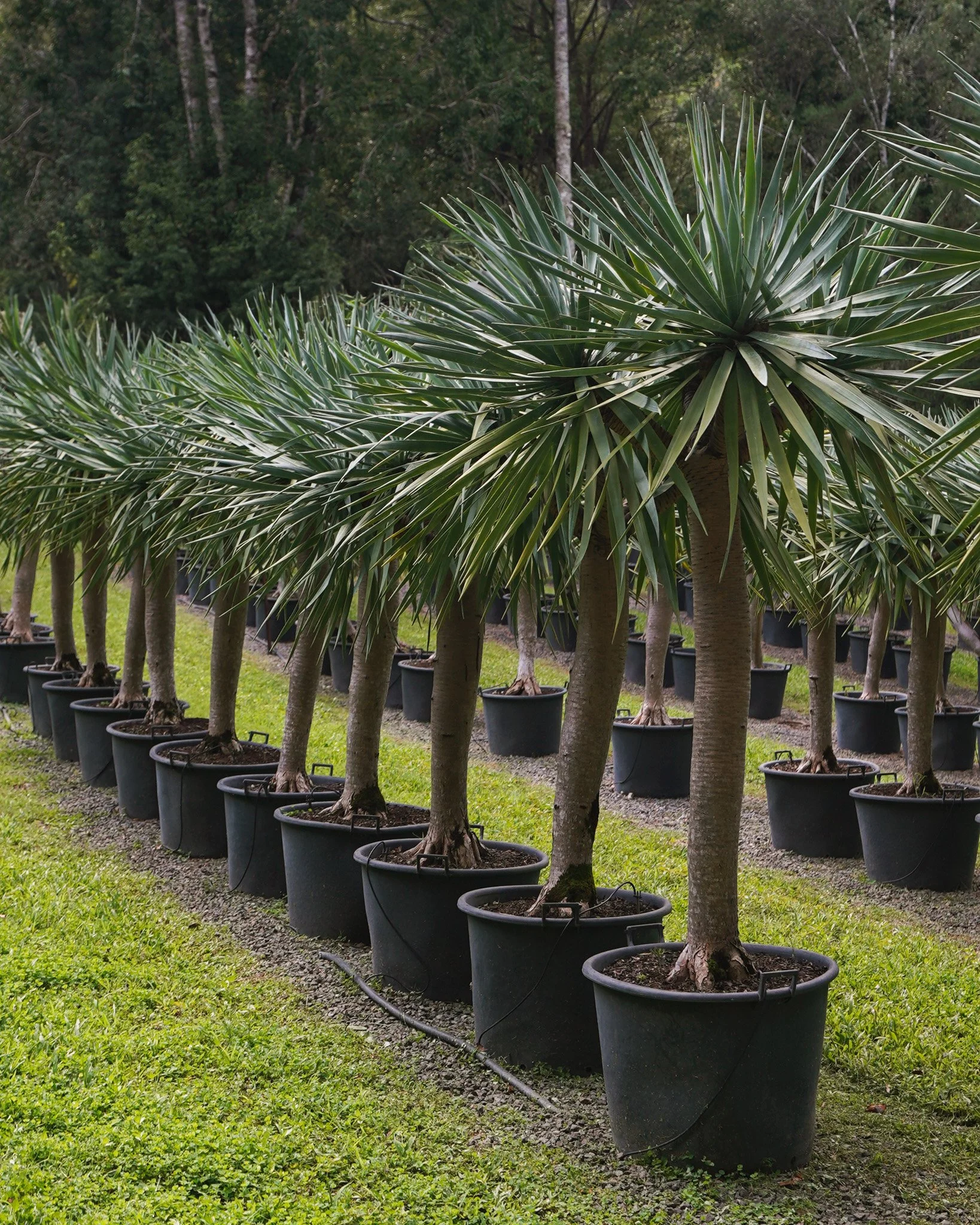 Dragon Trees for Sale | Heritage Acres – Mature & Unique Landscaping ...
