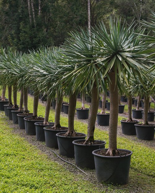 Dragon Trees for Sale | Heritage Acres – Mature & Unique Landscaping ...