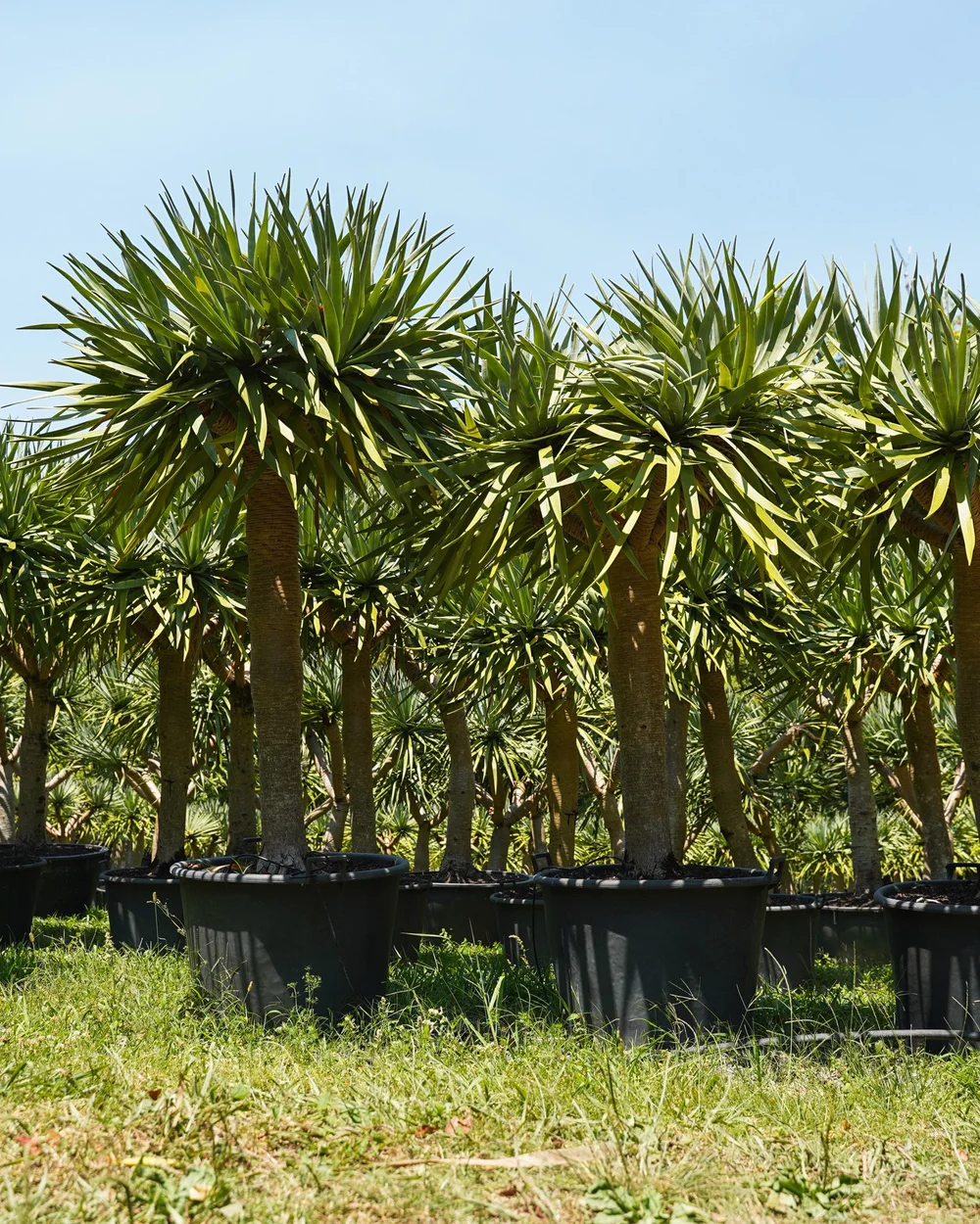 Dragon Trees for Sale | Heritage Acres – Mature & Unique Landscaping ...