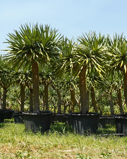 Dragon Trees for Sale | Heritage Acres – Mature & Unique Landscaping ...