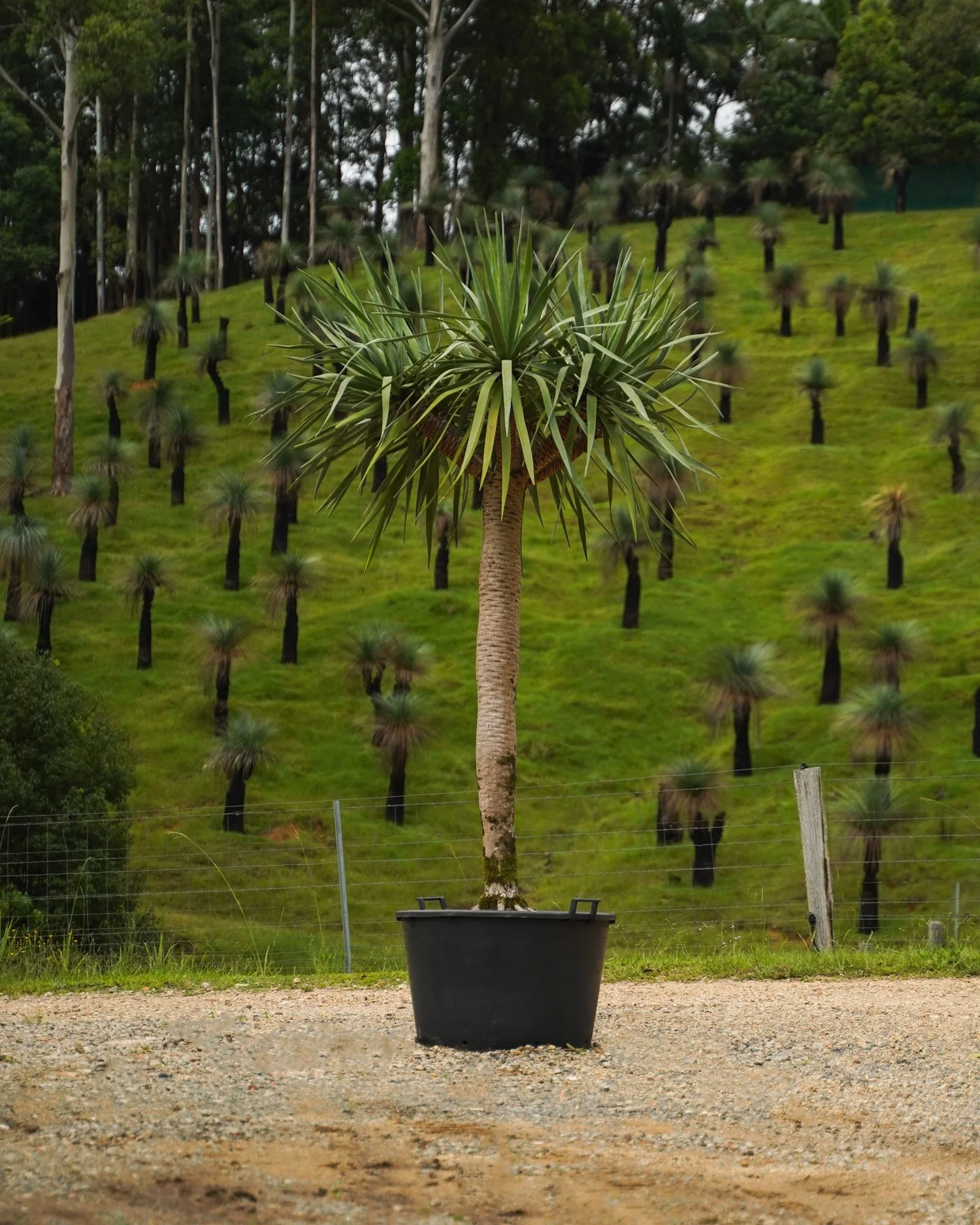 Dragon Trees for Sale | Heritage Acres – Mature & Unique Landscaping ...