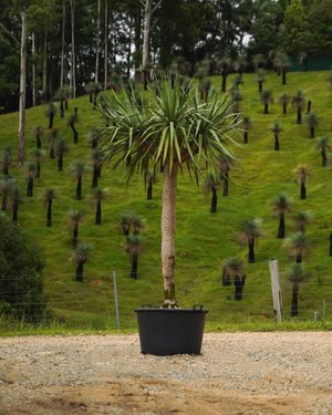 Dragon Trees for Sale | Heritage Acres – Mature & Unique Landscaping ...