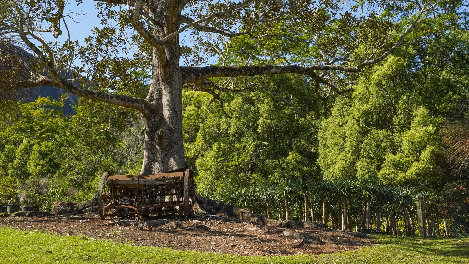 Dragon Trees for Sale | Heritage Acres – Mature & Unique Landscaping ...