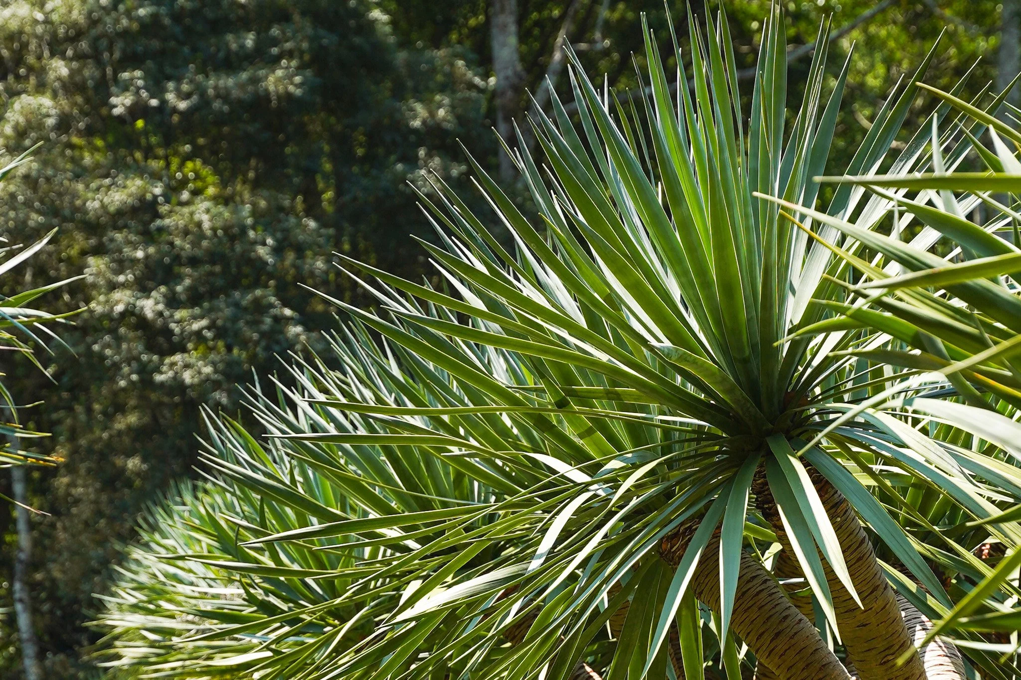 Dragon Trees for Sale | Heritage Acres – Mature & Unique Landscaping ...
