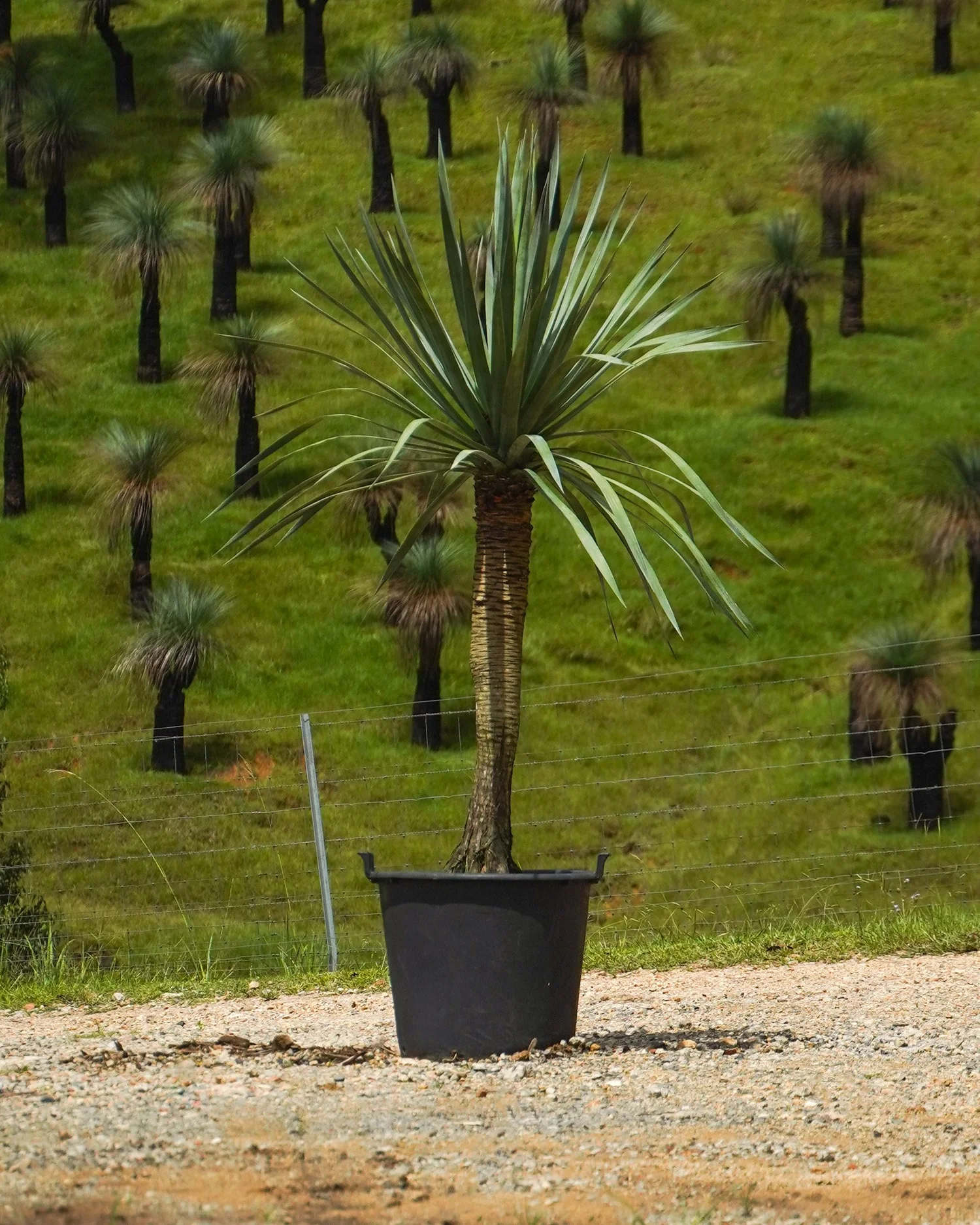 Dragon Trees for Sale | Heritage Acres – Mature & Unique Landscaping ...