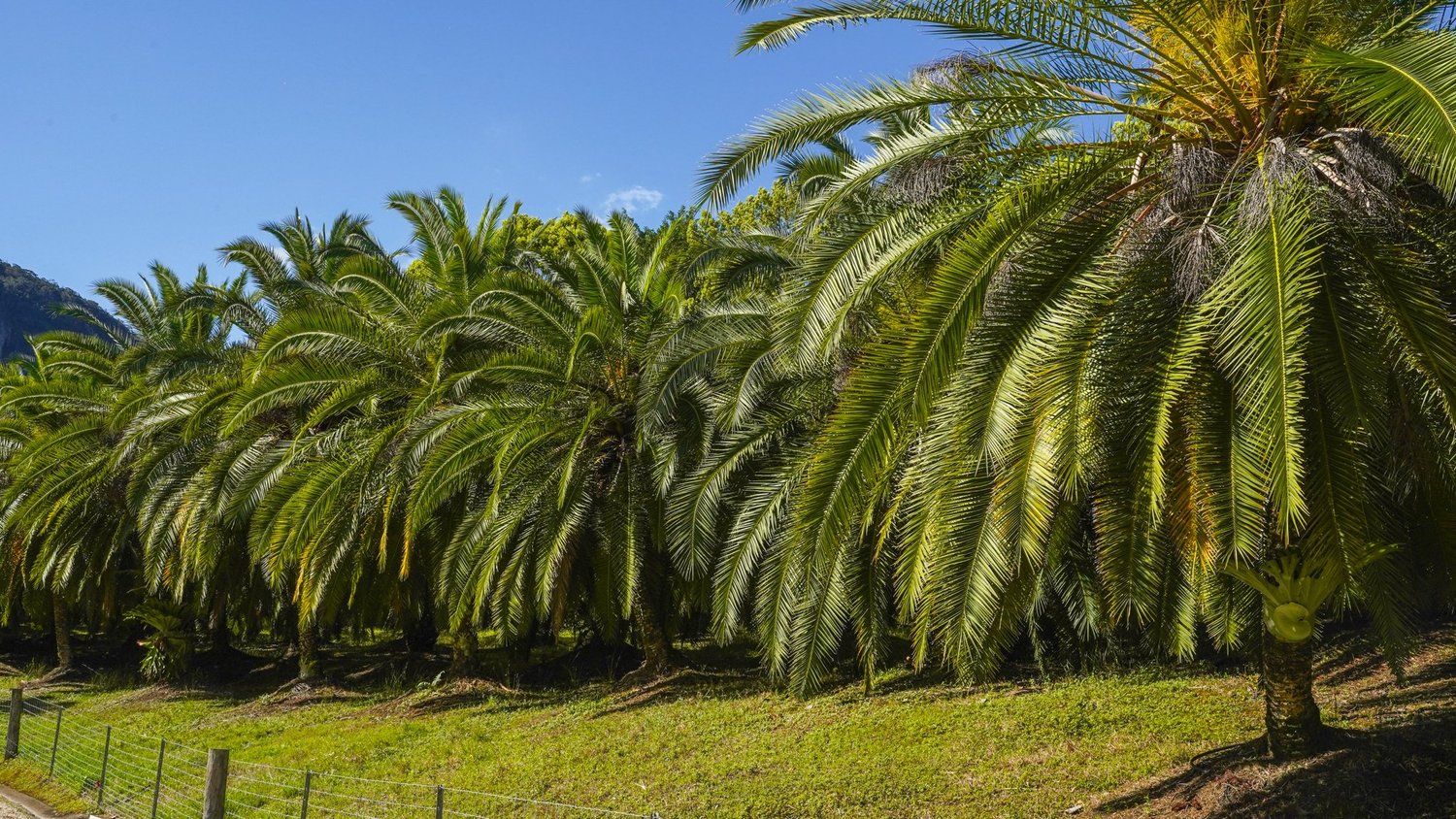Our Mature Trees — Heritage Acres