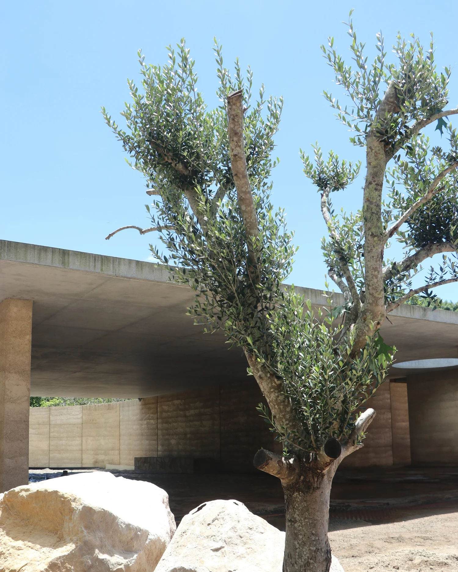 Olive Trees for Sale | Mature Olive Trees Brisbane & Gold Coast ...
