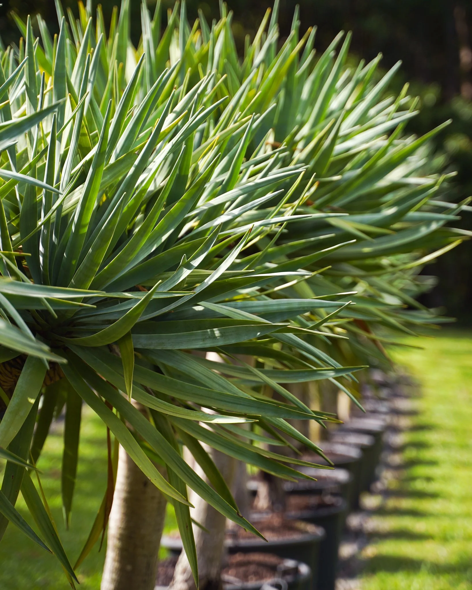 Dragon Trees — Heritage Acres