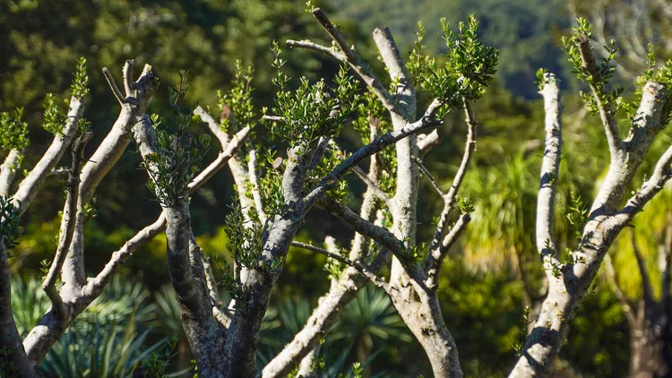 Olive Trees for Sale | Mature Olive Trees Brisbane & Gold Coast ...