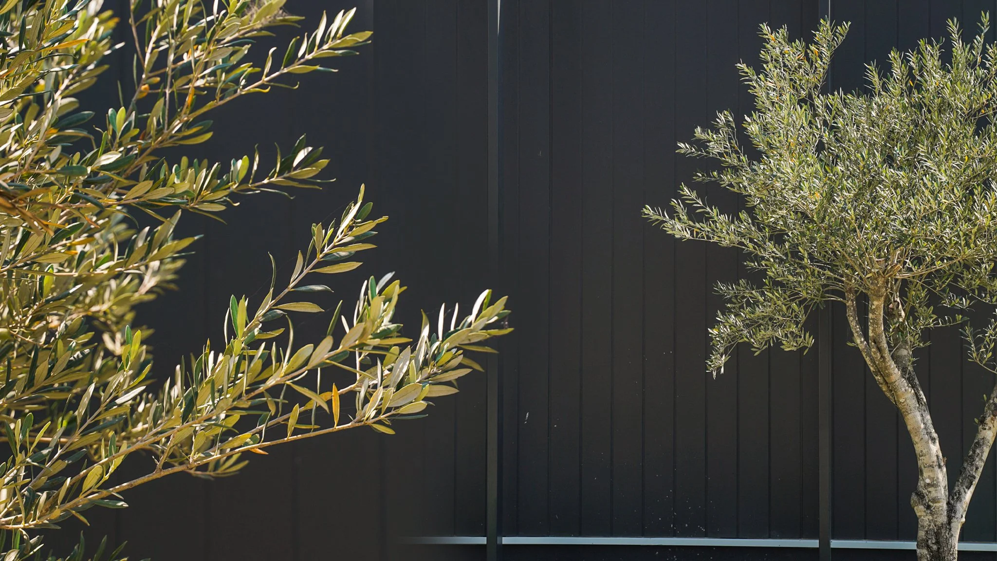Explore Our Olive Trees — Heritage Acres