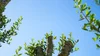 Olive Trees for Sale | Mature Olive Trees Brisbane & Gold Coast ...