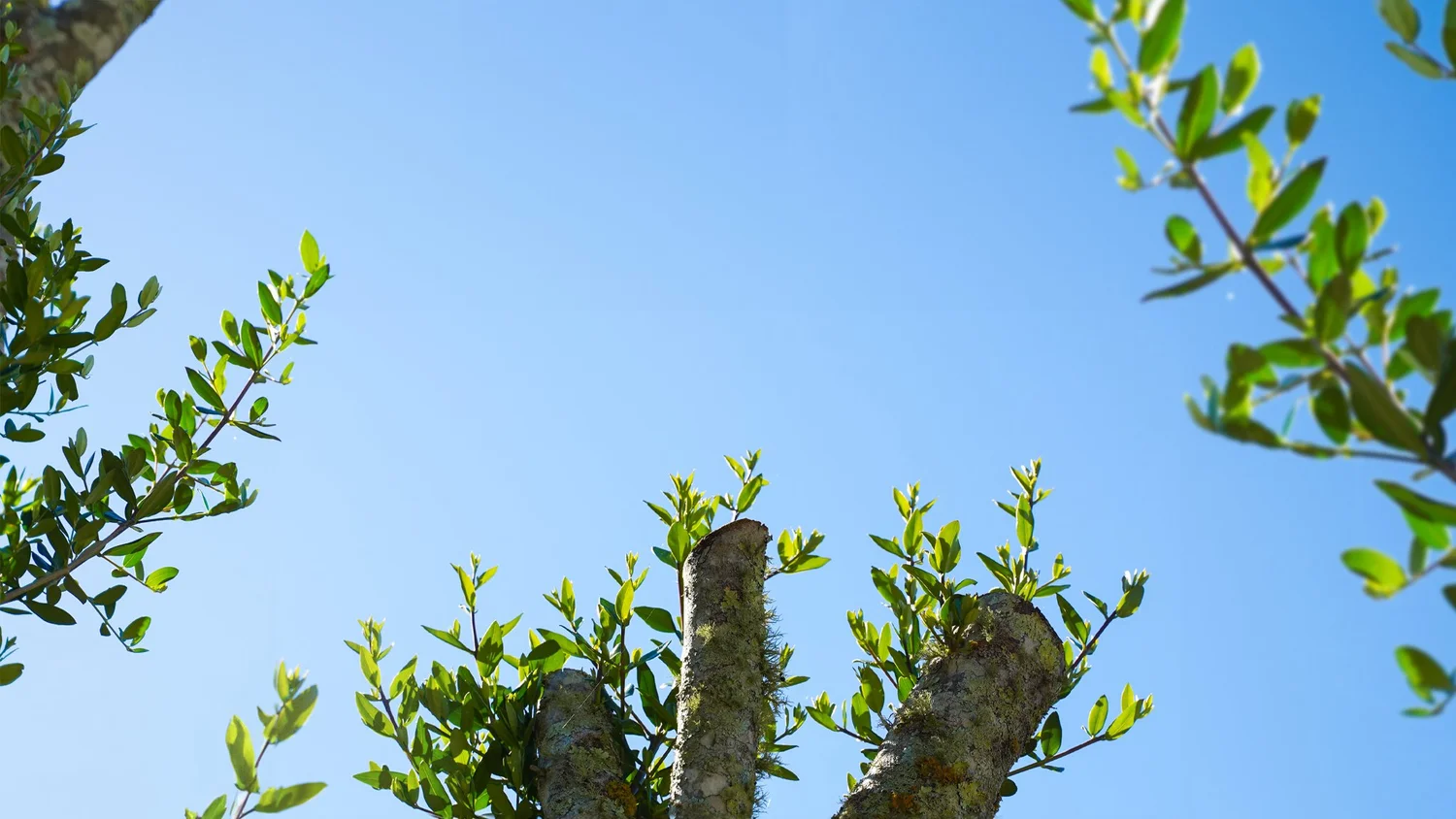 Olive Trees for Sale | Mature Olive Trees Brisbane & Gold Coast ...