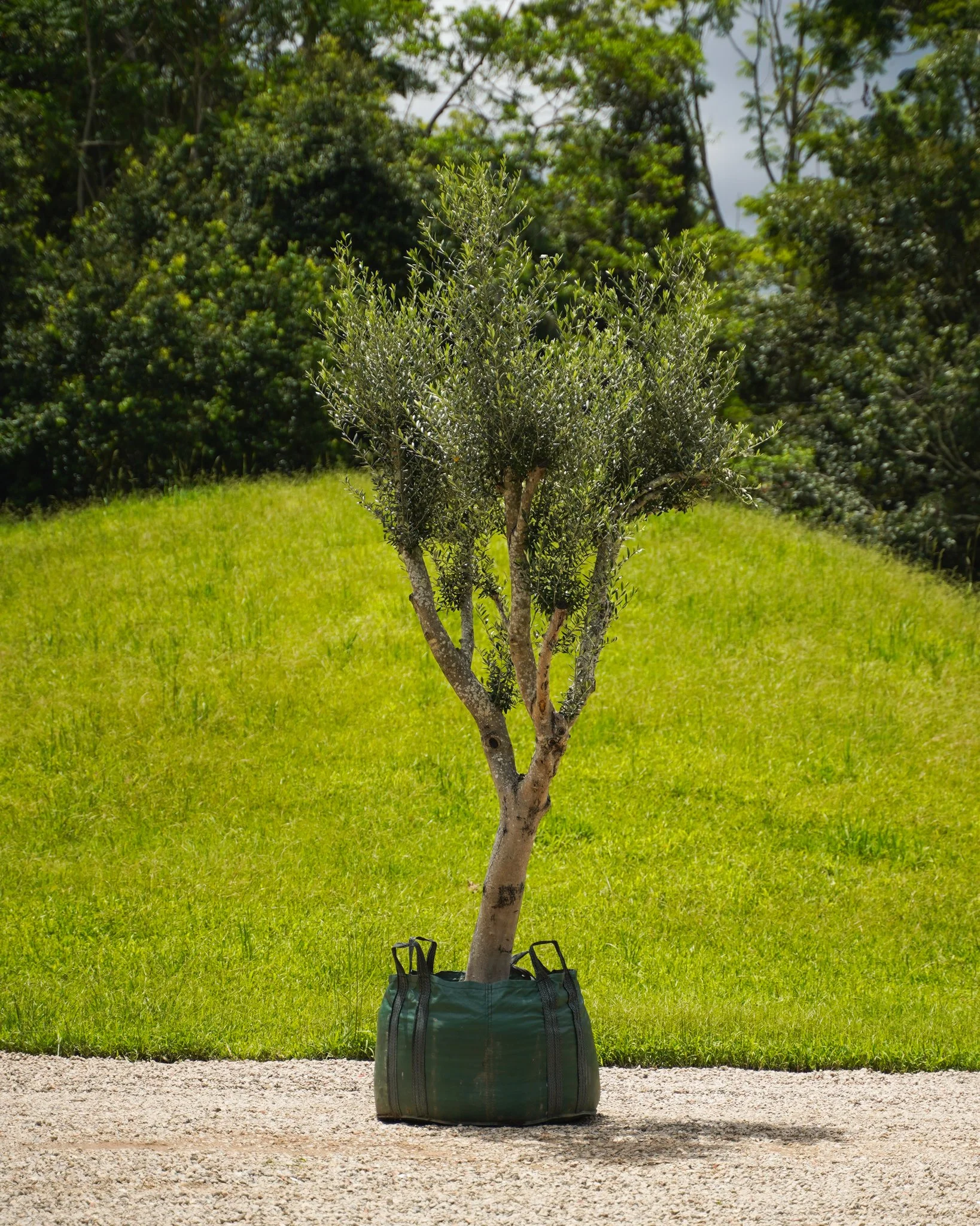 Olive Trees for Sale | Mature Olive Trees Brisbane & Gold Coast ...