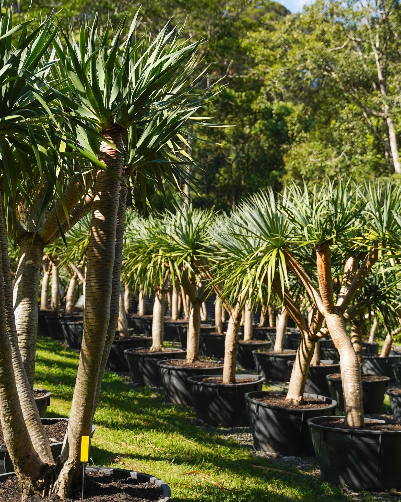 Dragon Trees — Heritage Acres