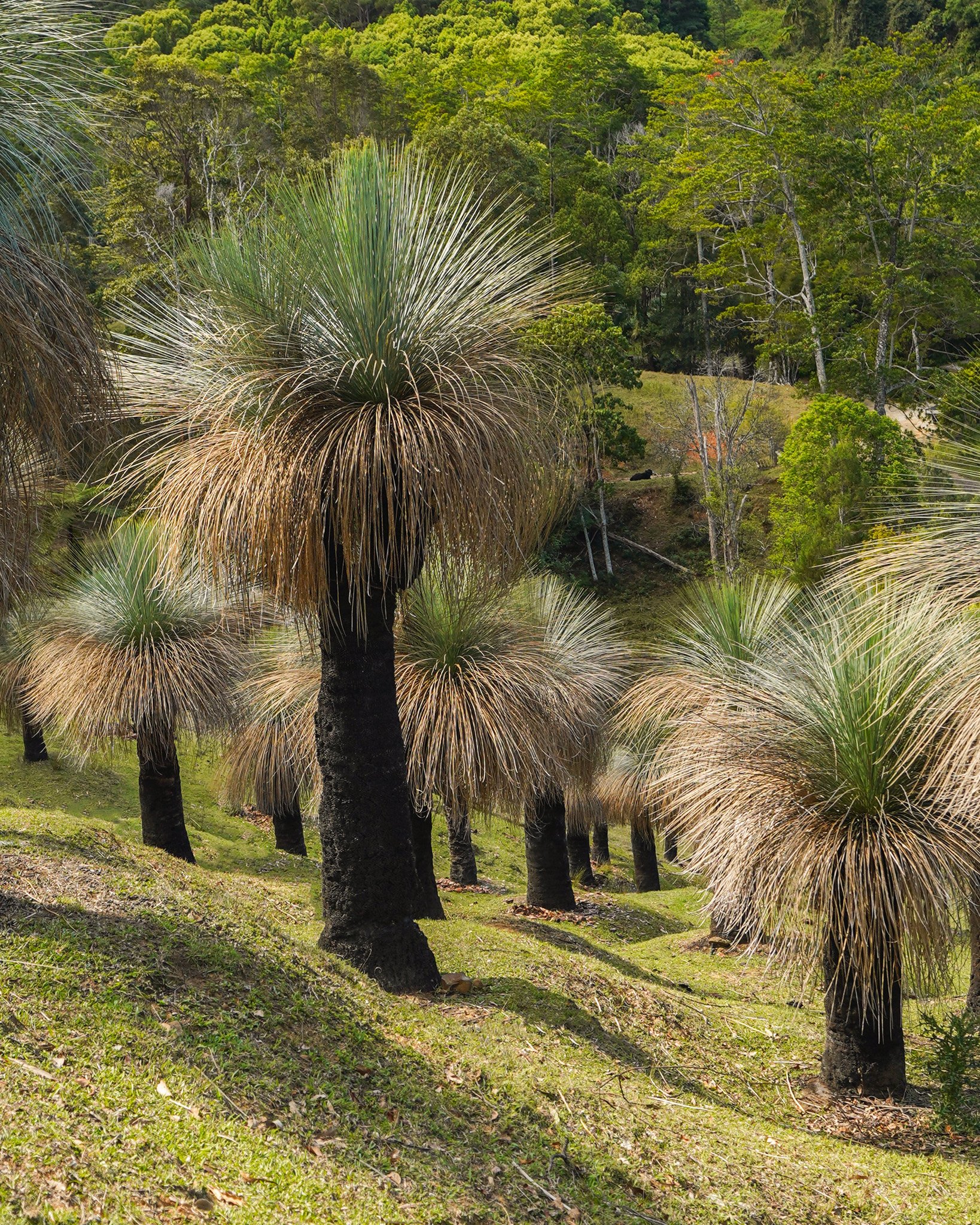 Grass Trees — Heritage Acres