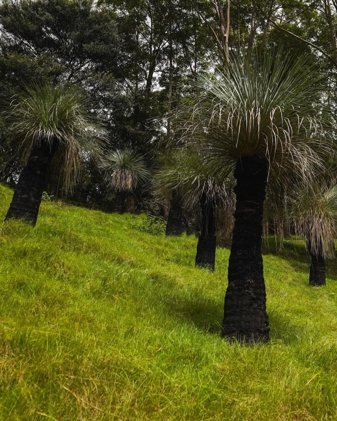 Grass Trees — Heritage Acres
