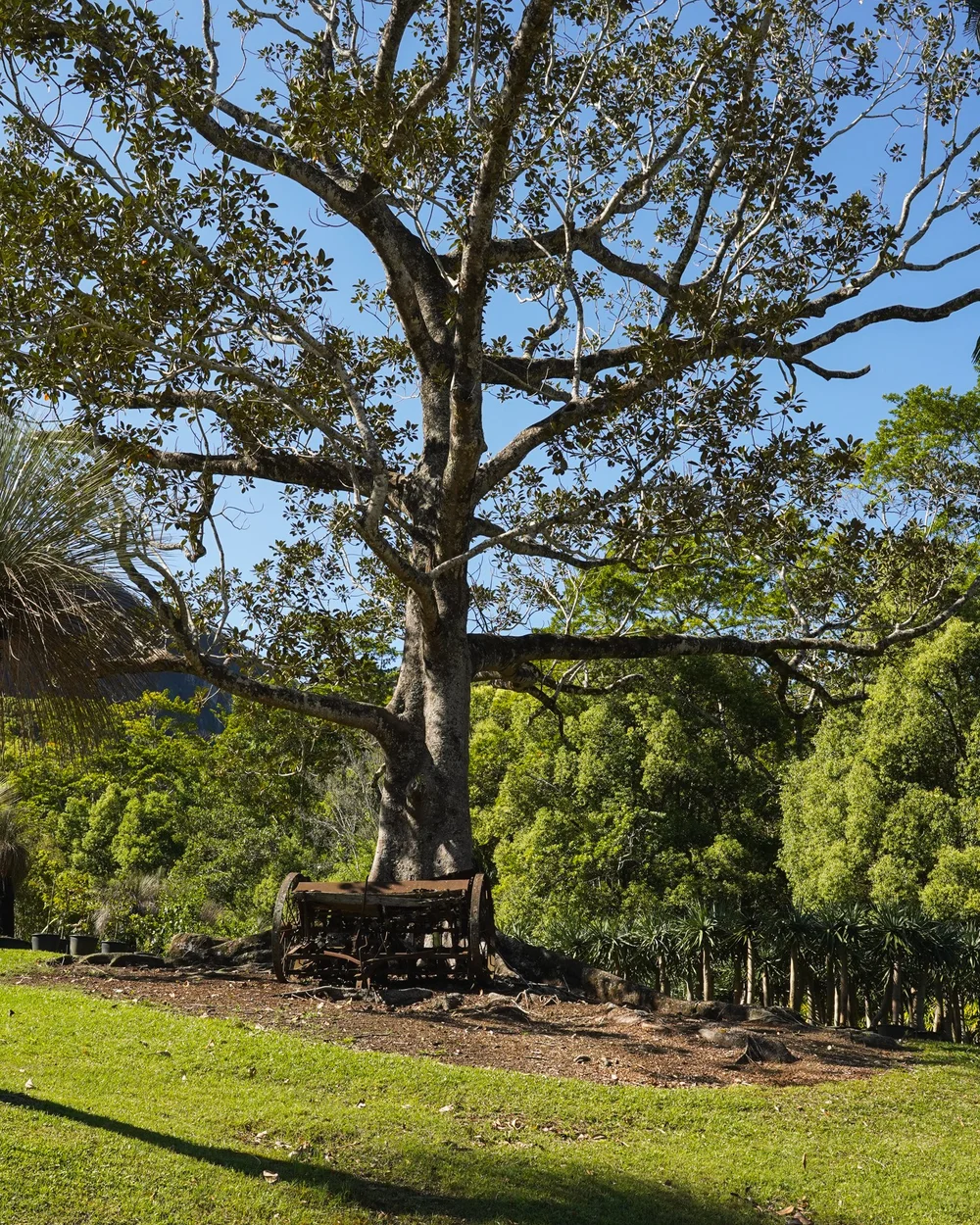 Dragon Trees for Sale | Heritage Acres – Mature & Unique Landscaping ...