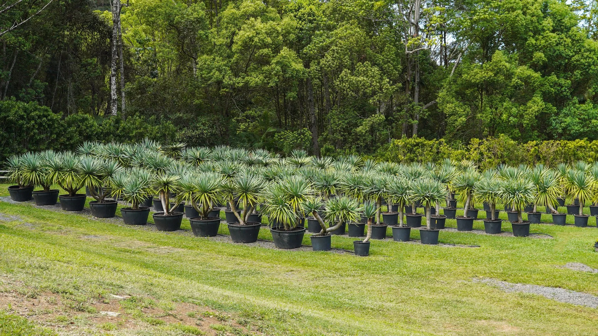 Dragon Trees — Heritage Acres