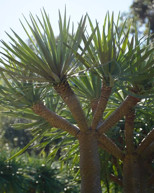 Dragon Trees for Sale | Heritage Acres – Mature & Unique Landscaping ...