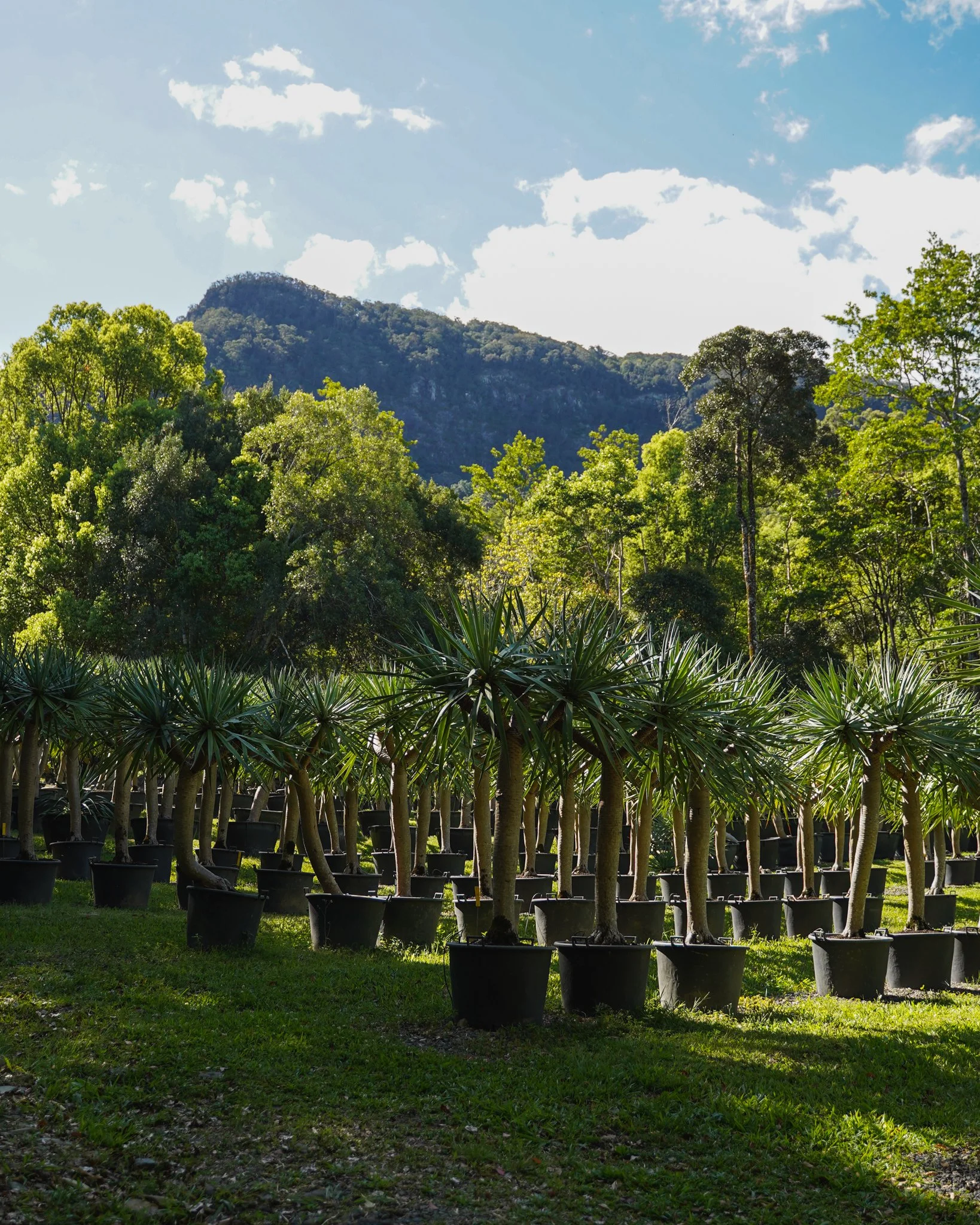 Dragon Trees — Heritage Acres