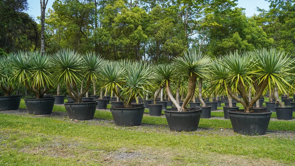 Dragon Trees for Sale | Heritage Acres – Mature & Unique Landscaping ...