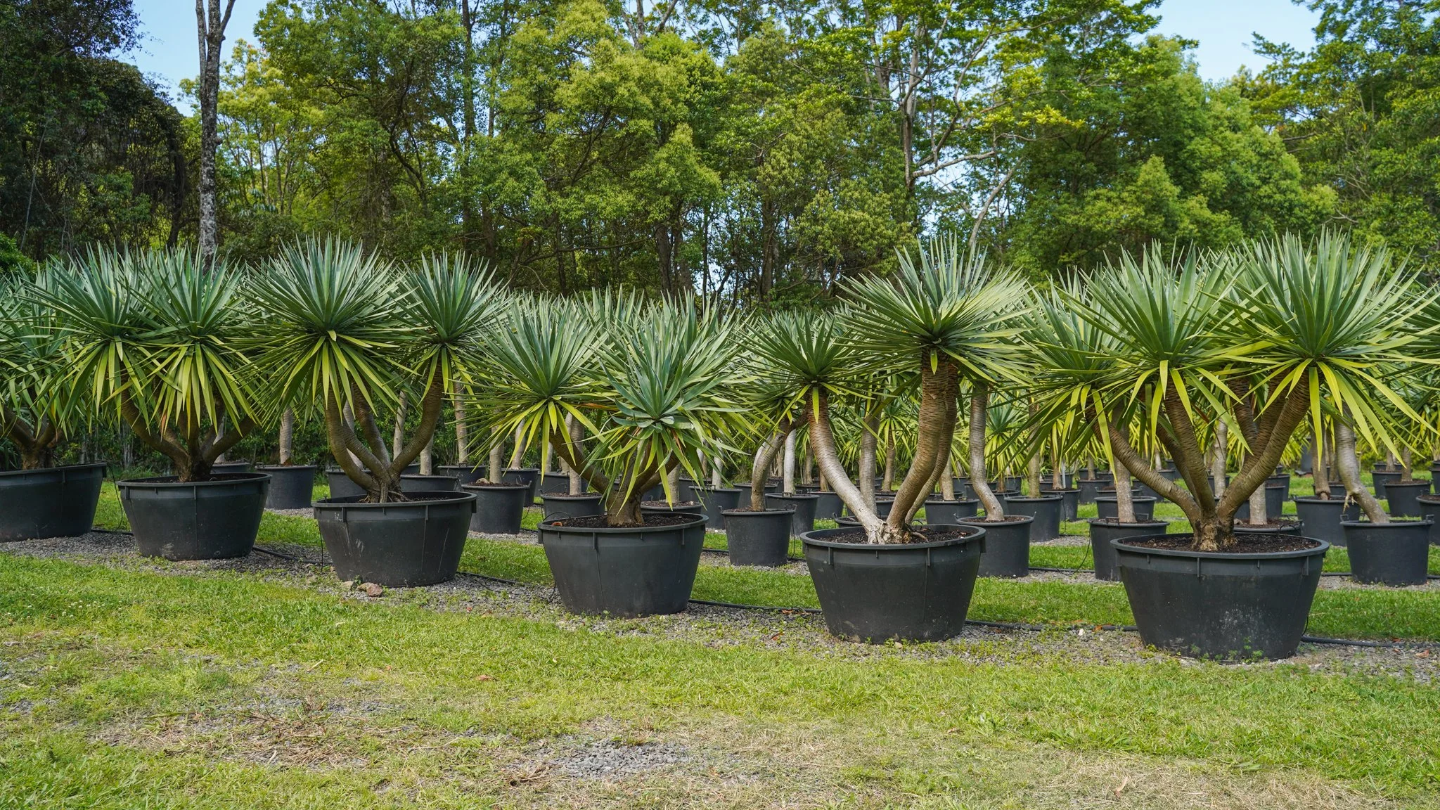 Dragon Trees for Sale | Heritage Acres – Mature & Unique Landscaping ...