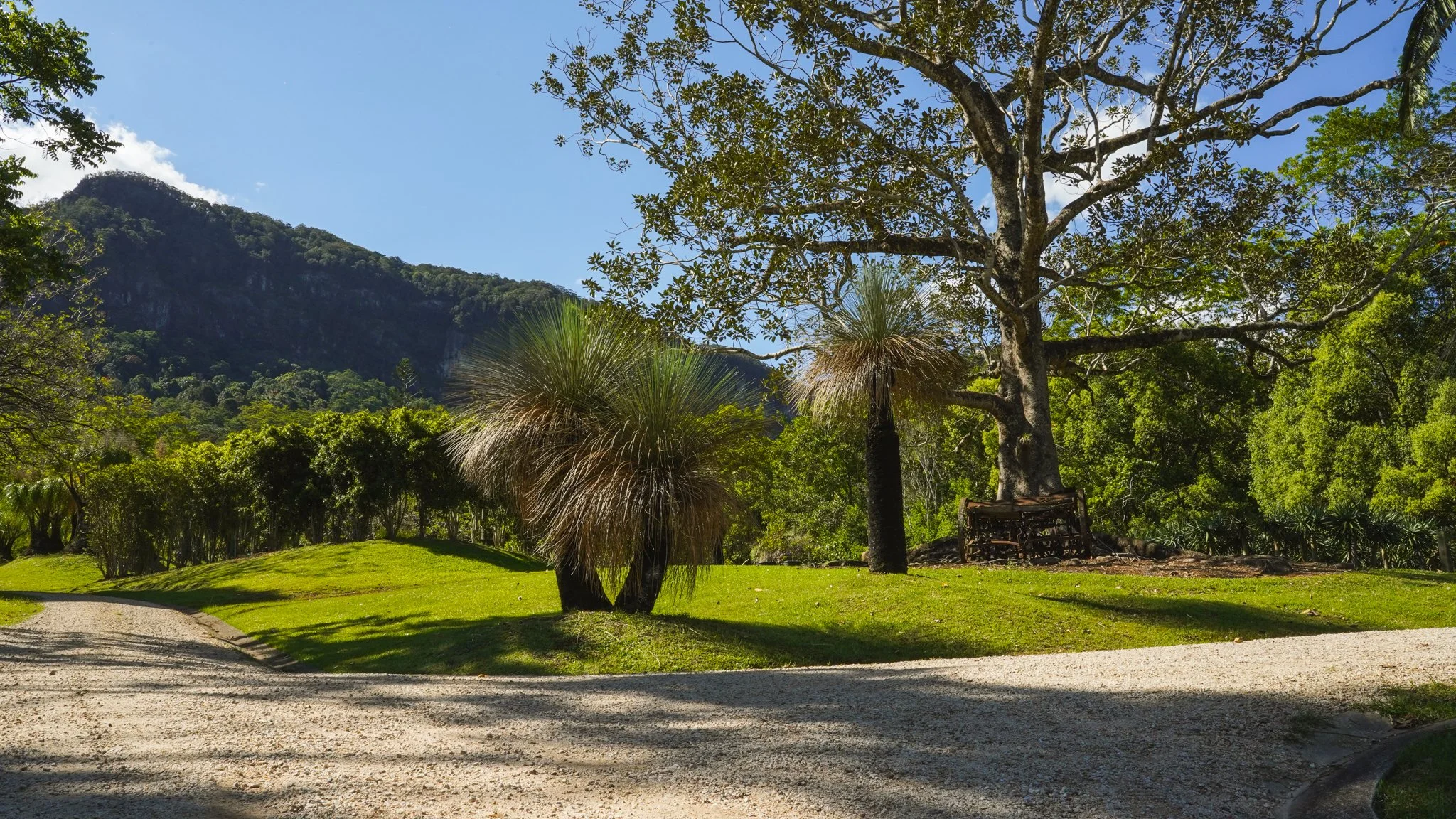 Olive Trees for Sale | Mature Olive Trees Brisbane & Gold Coast ...
