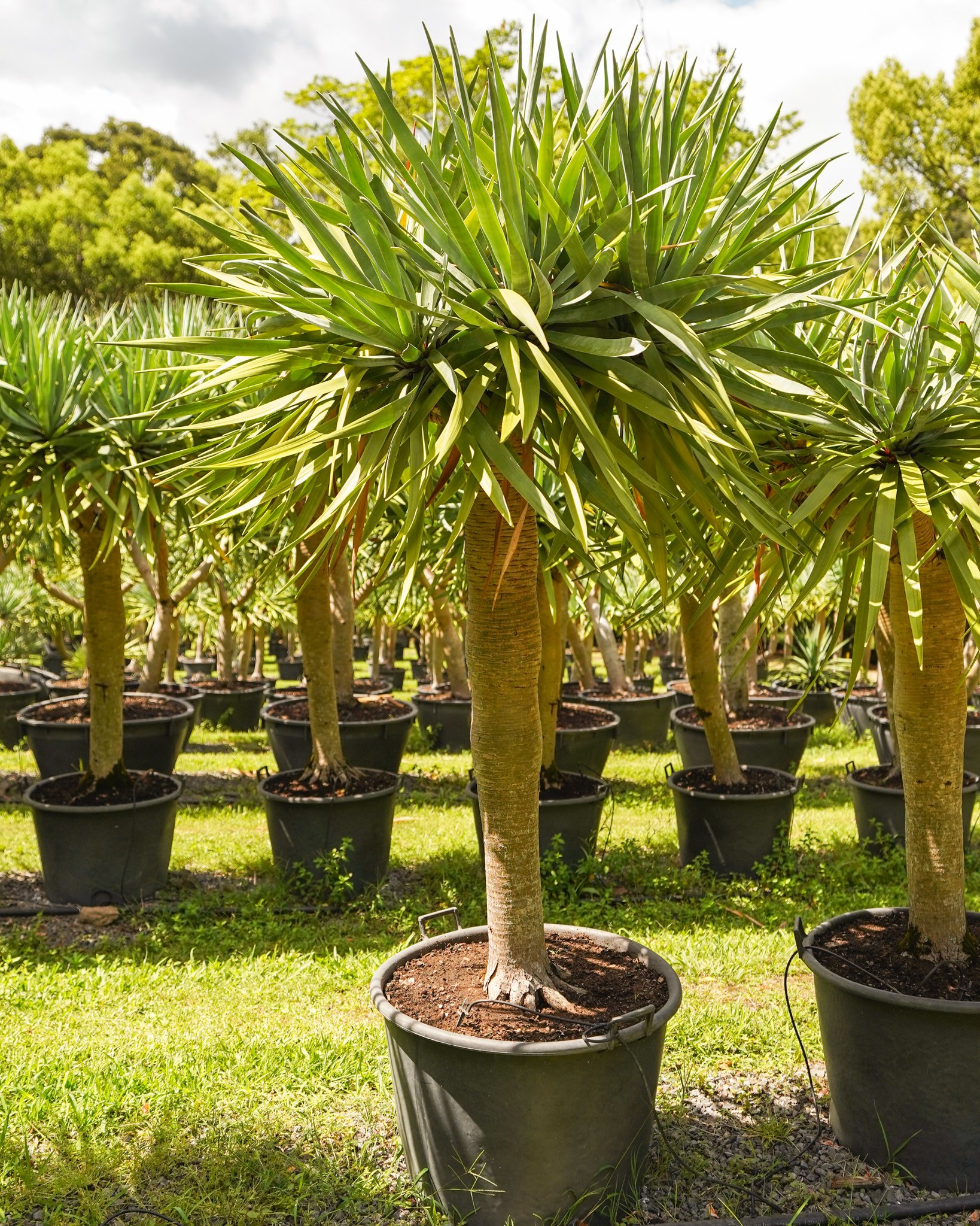 Dragon Trees — Heritage Acres