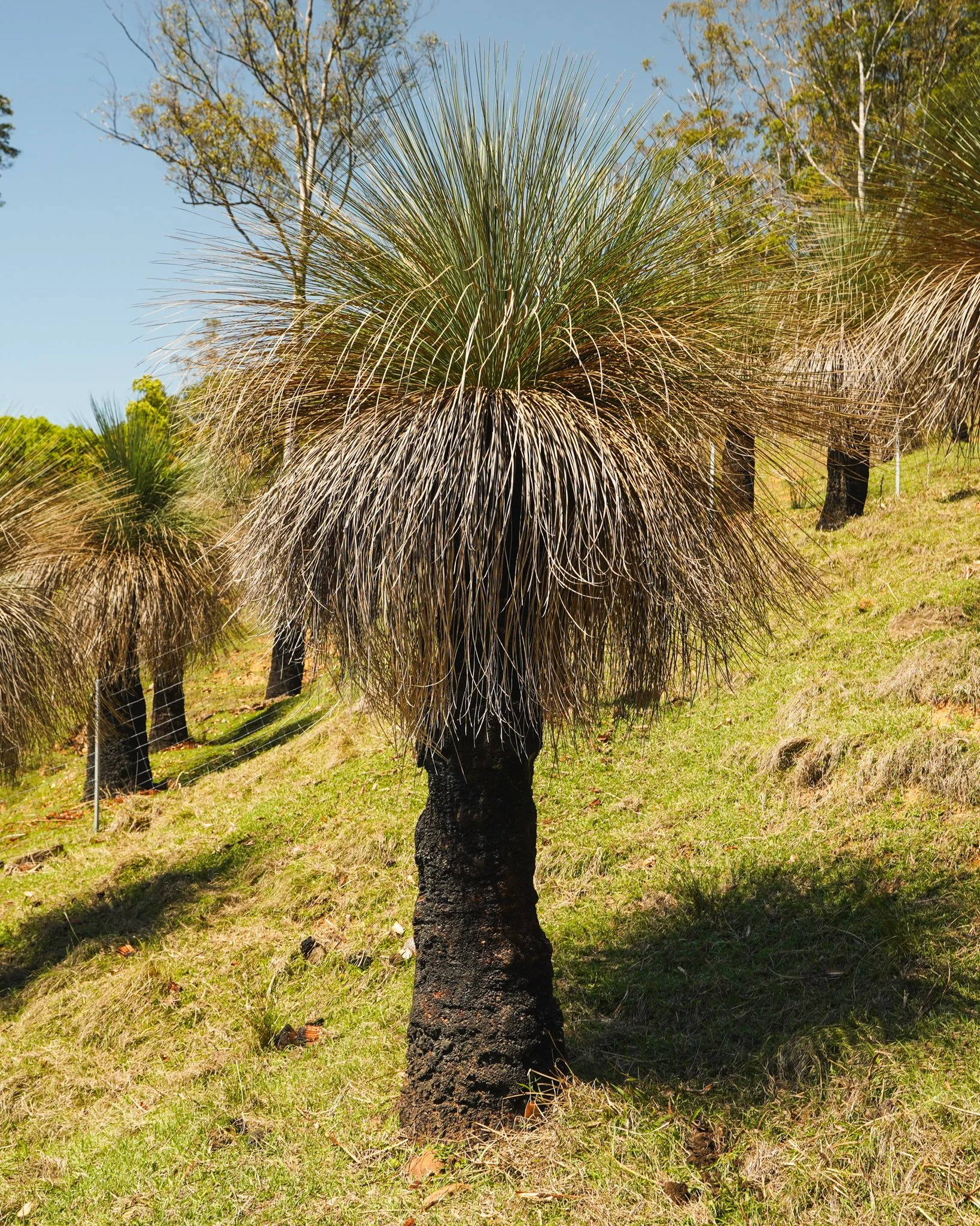 Grass Trees — Heritage Acres