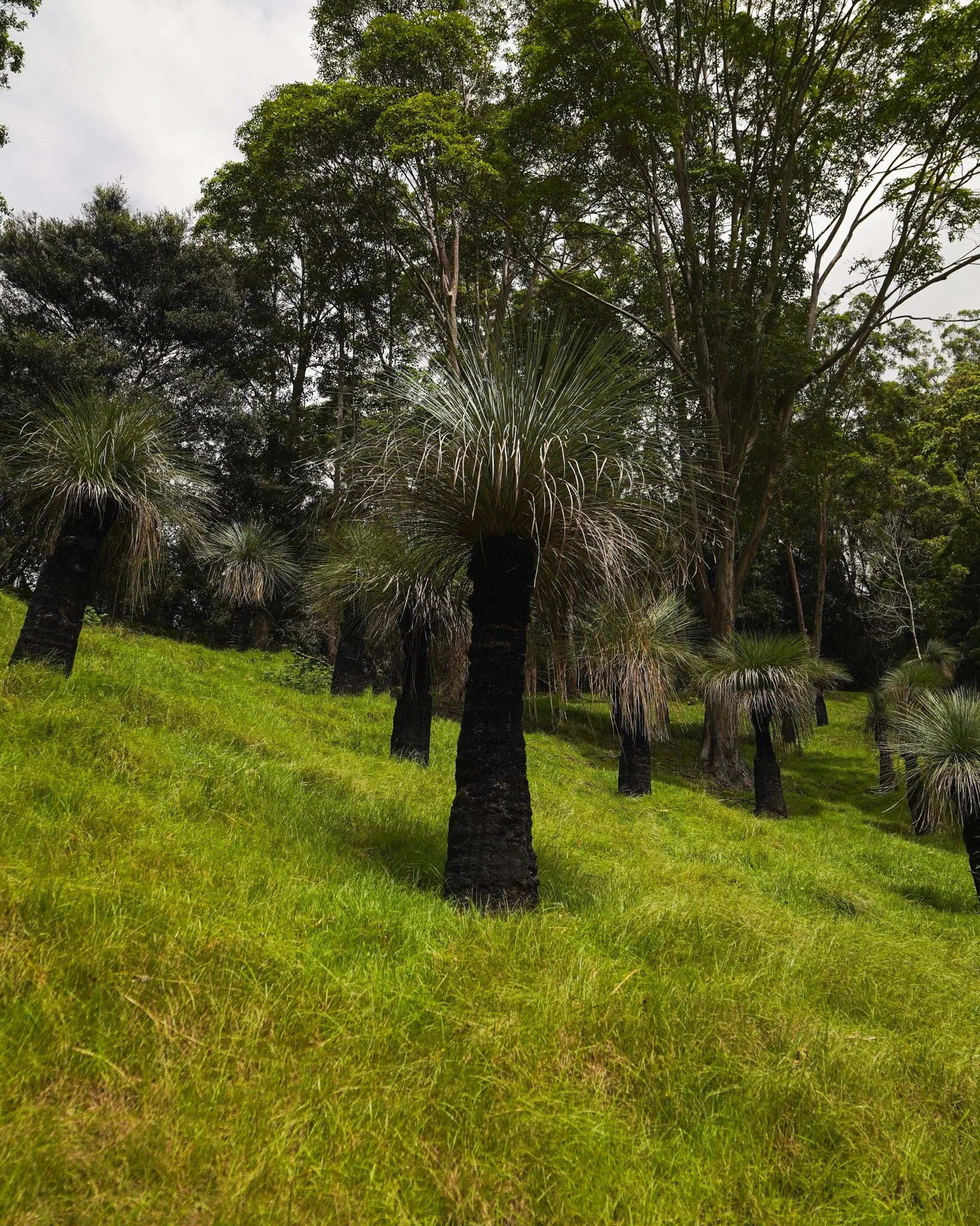 Grass Trees — Heritage Acres